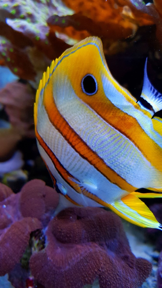 Mixed Reef Aquarium 1500 liters - HOBBLIFE